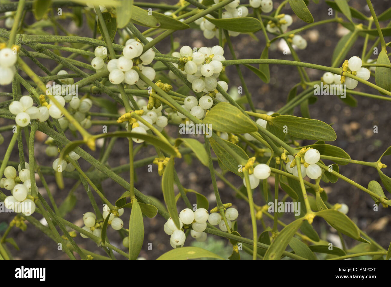 Viscum album on apple tree mistletoe hi-res stock photography and ...