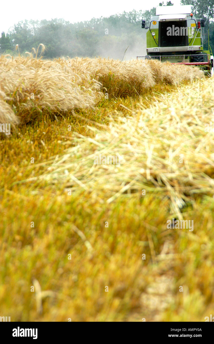 A combine Harvester harvesting crops Stock Photo - Alamy