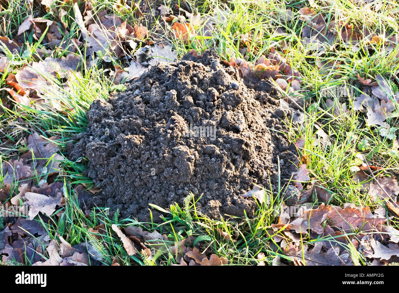 Mole destruction hi-res stock photography and images - Alamy