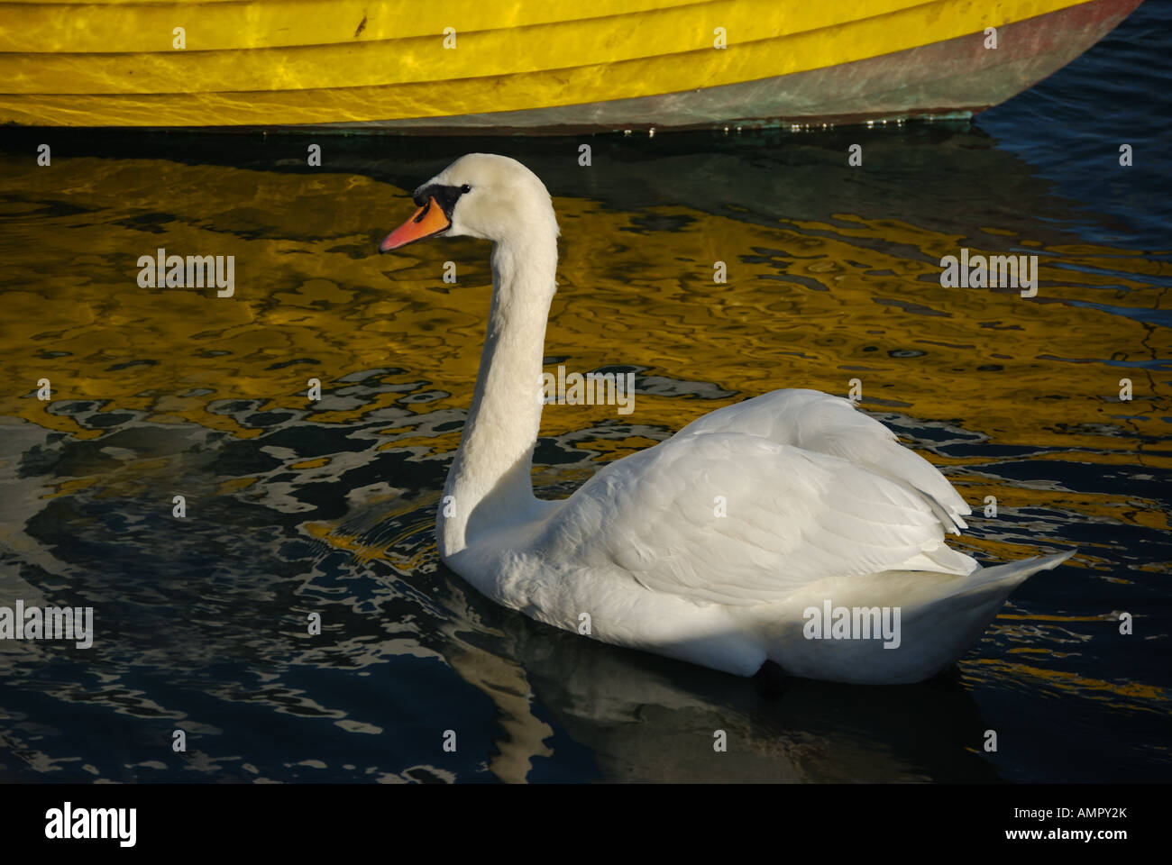 Swan and yellow hull Stock Photo - Alamy