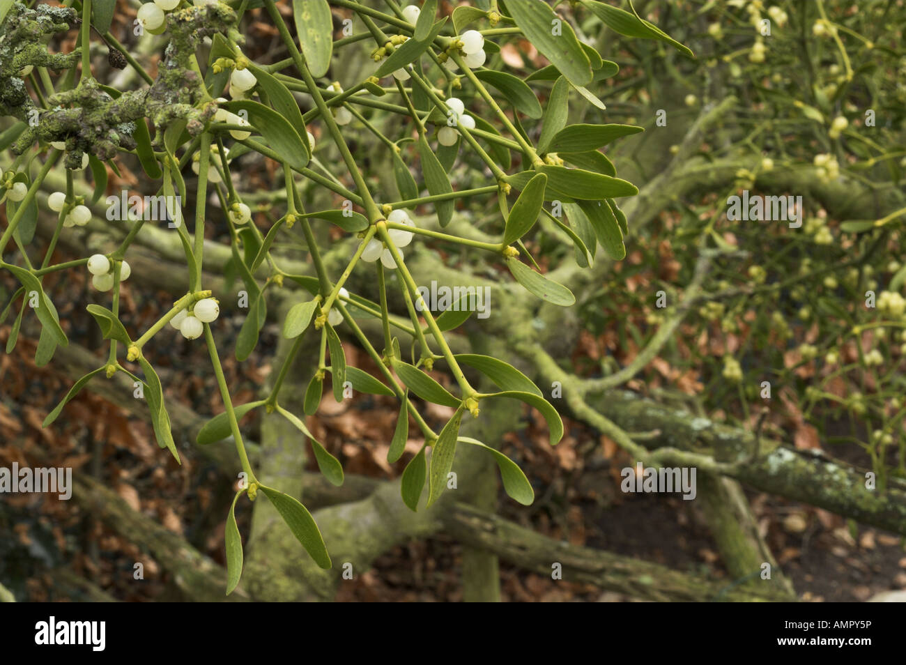 Mistletoe viscum album growing on old apple tree with ripe berries ...