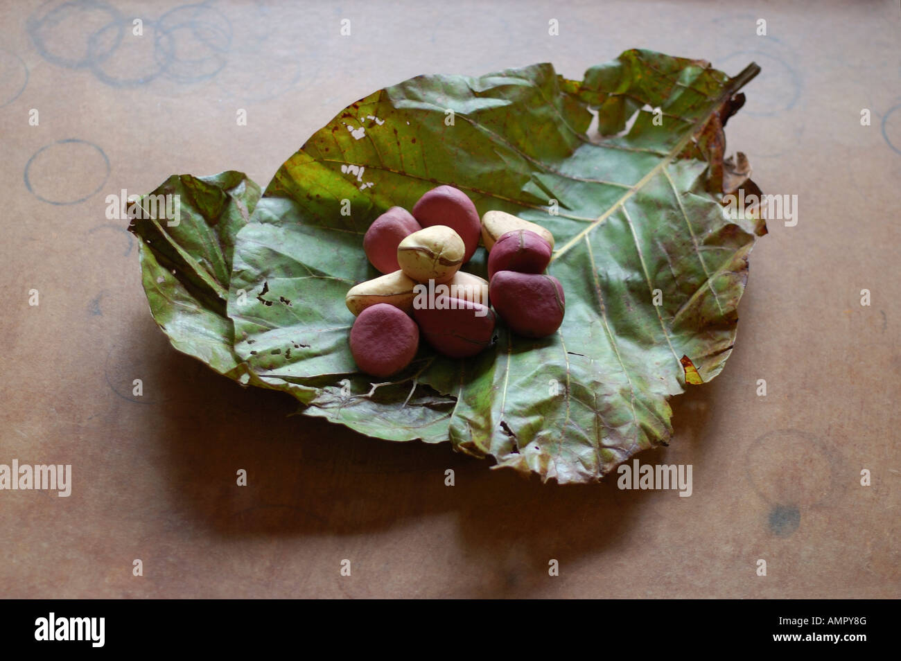 Kola nuts hi-res stock photography and images - Alamy
