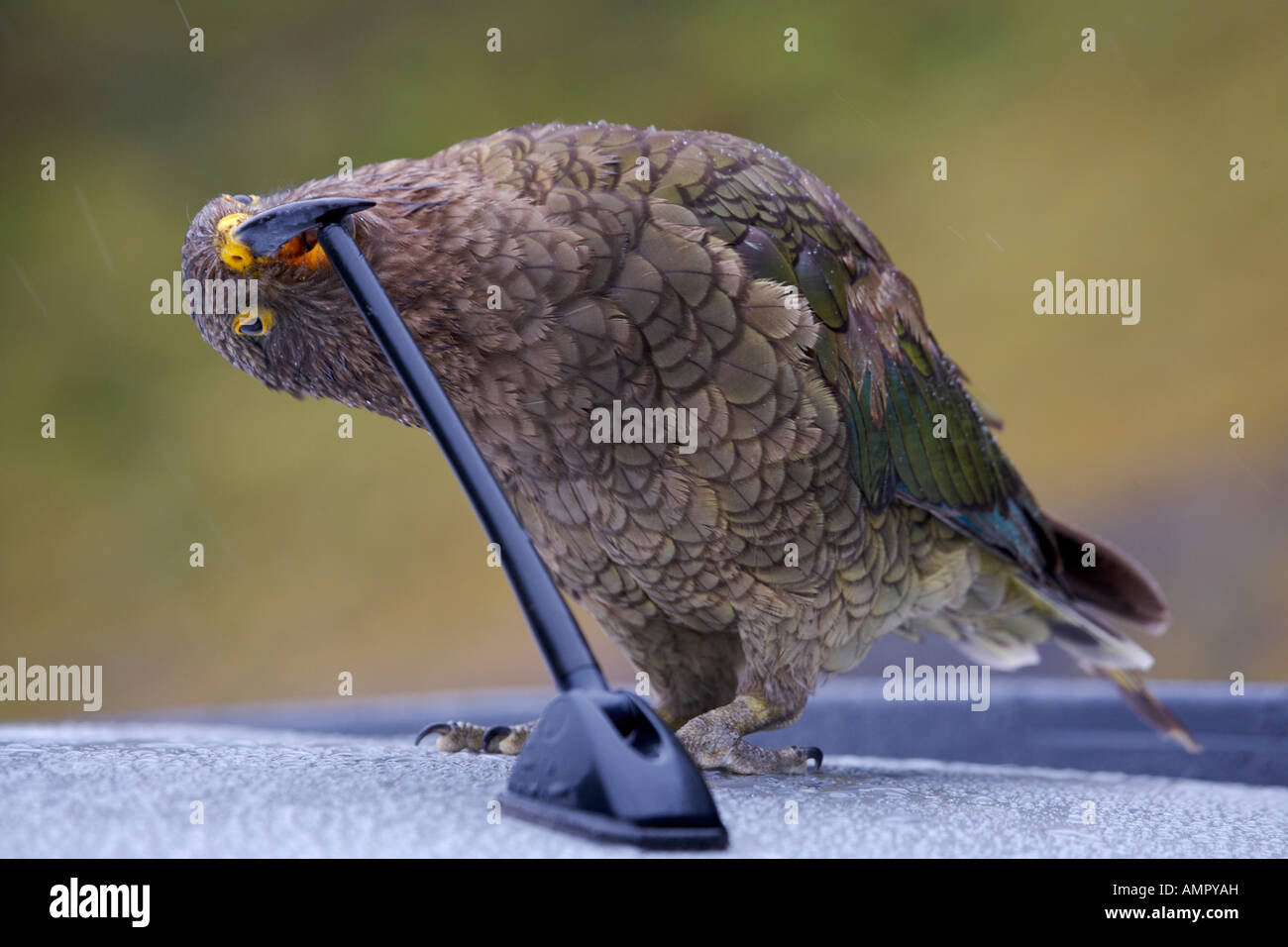 Cheeky Kea, Nestor notabilis, Milford Road, Darran Mountains, Fiordland ...