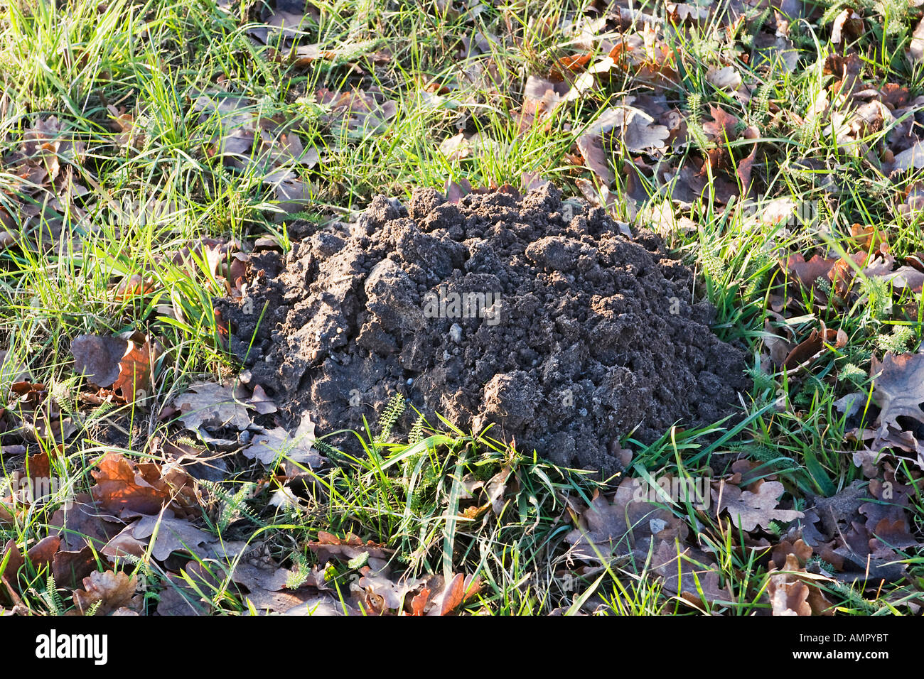 A molehill hi-res stock photography and images - Alamy