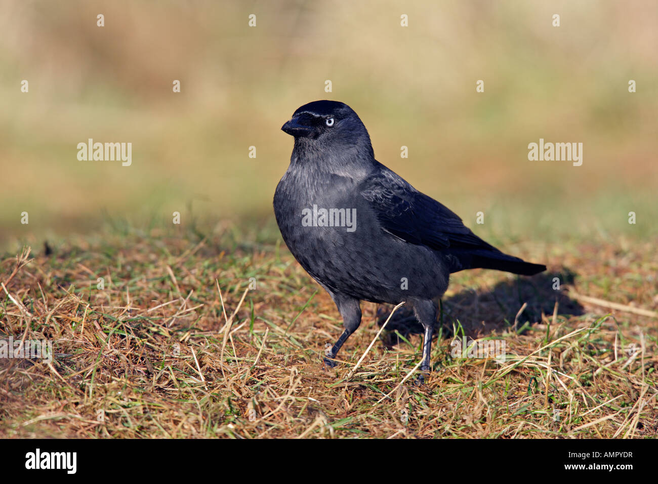 Jackdaw picture hi-res stock photography and images - Alamy