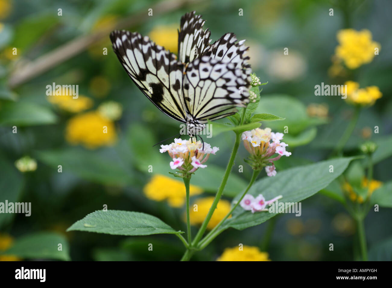 Phylum nymphalidae hi-res stock photography and images - Alamy