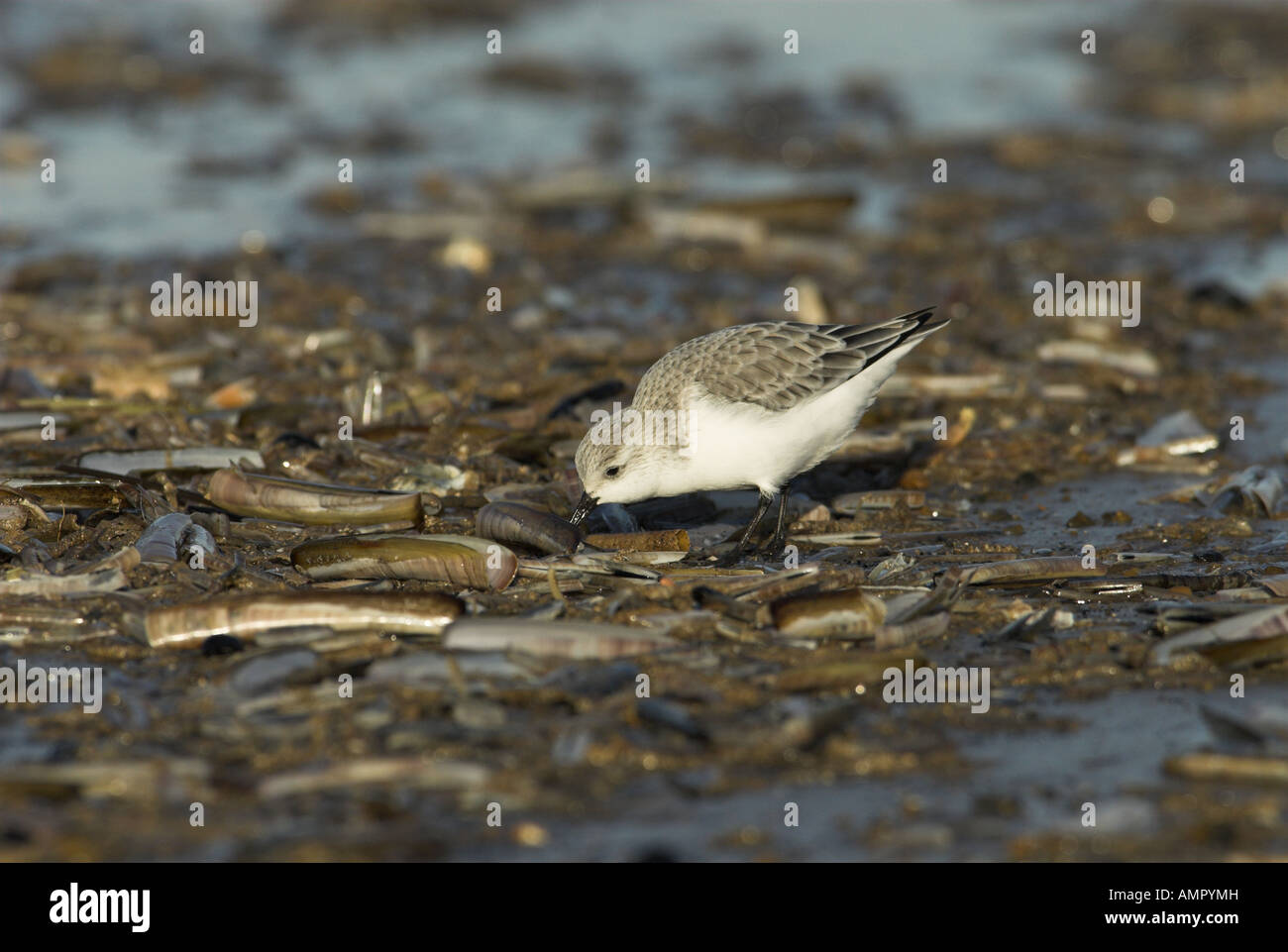 Razor shell ensis siliqua hi-res stock photography and images - Alamy