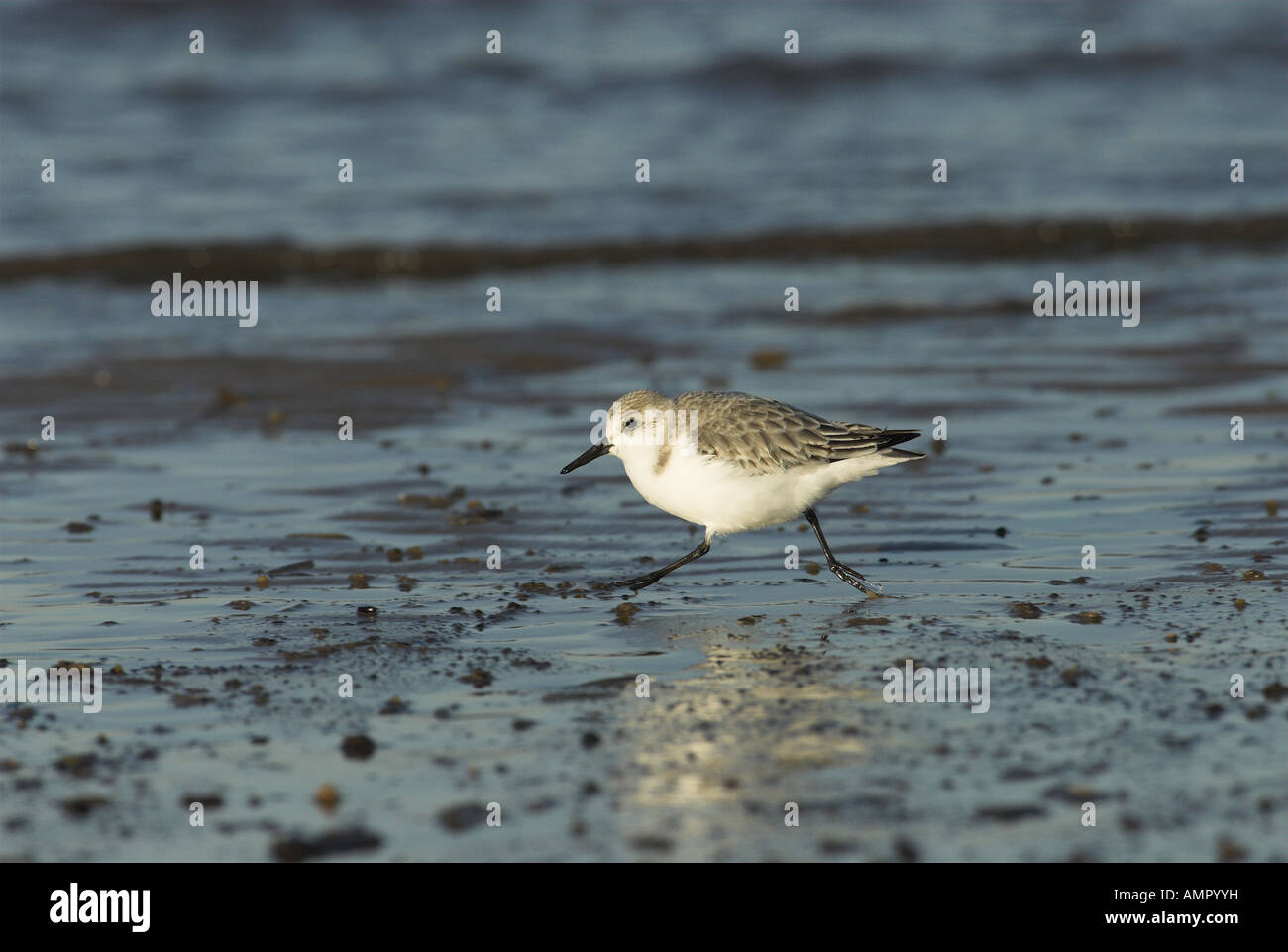 Sanderling running shoreline hi-res stock photography and images - Alamy