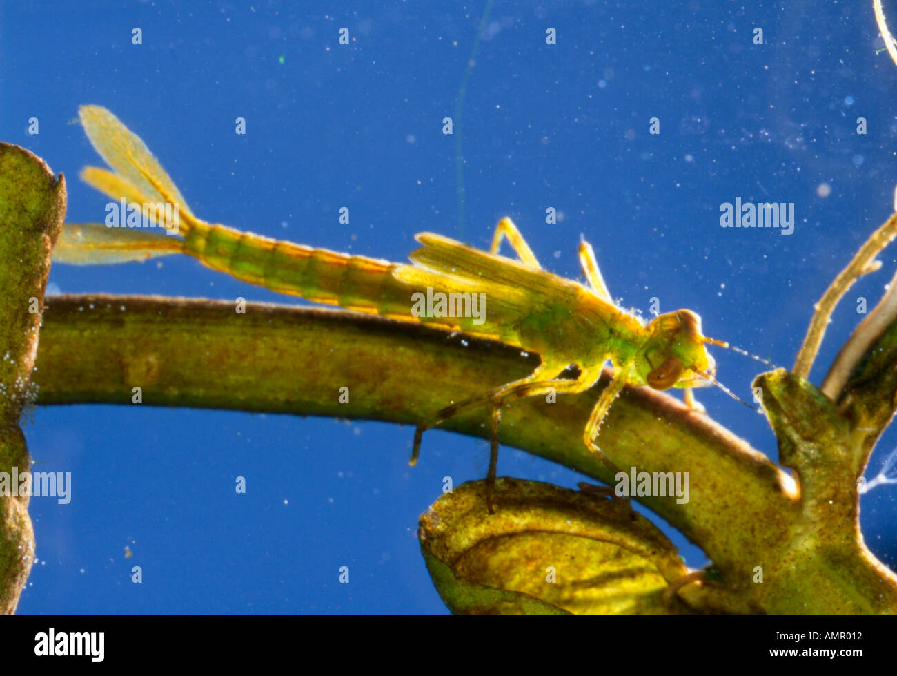 Damsel Fly Larva Stock Photo - Alamy