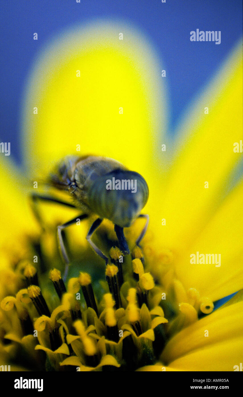 wasp gathering pollen on anthemis tinctoria Stock Photo - Alamy
