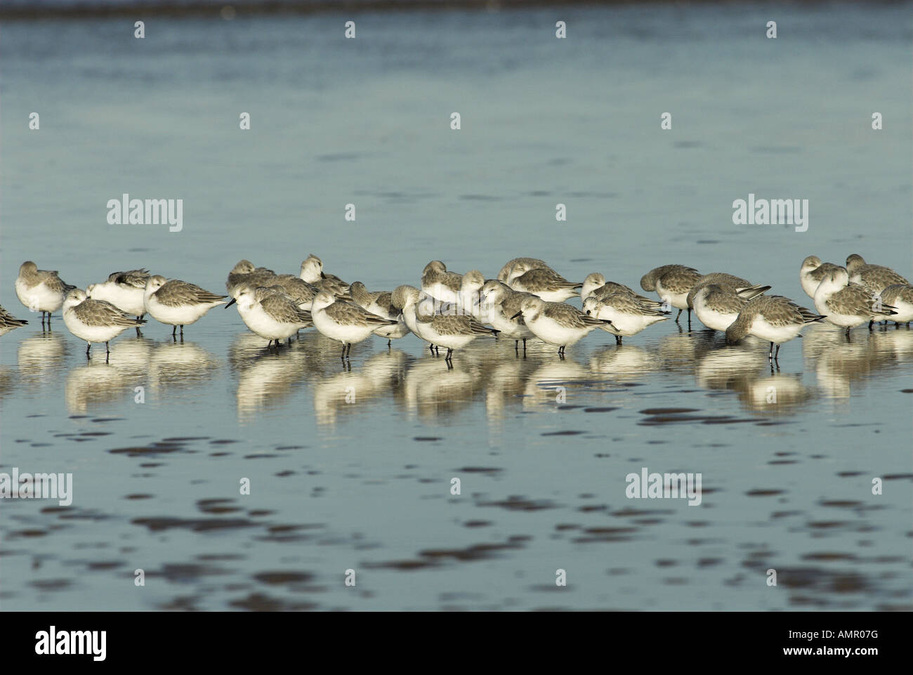 Sanderling calidris alba small group roosting on shore line Norfolk ...