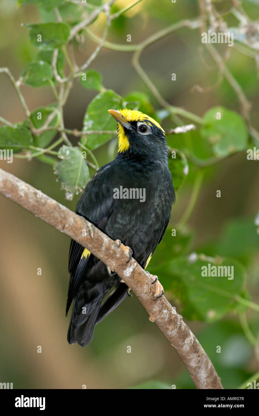 Golden crested mynah hi-res stock photography and images - Alamy