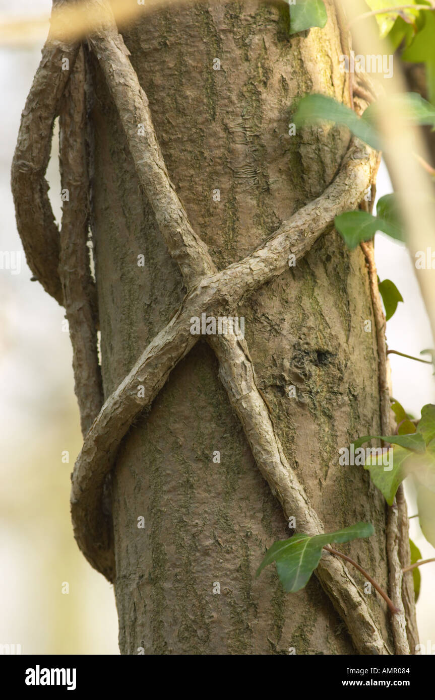Cross and yew tree hi-res stock photography and images - Alamy