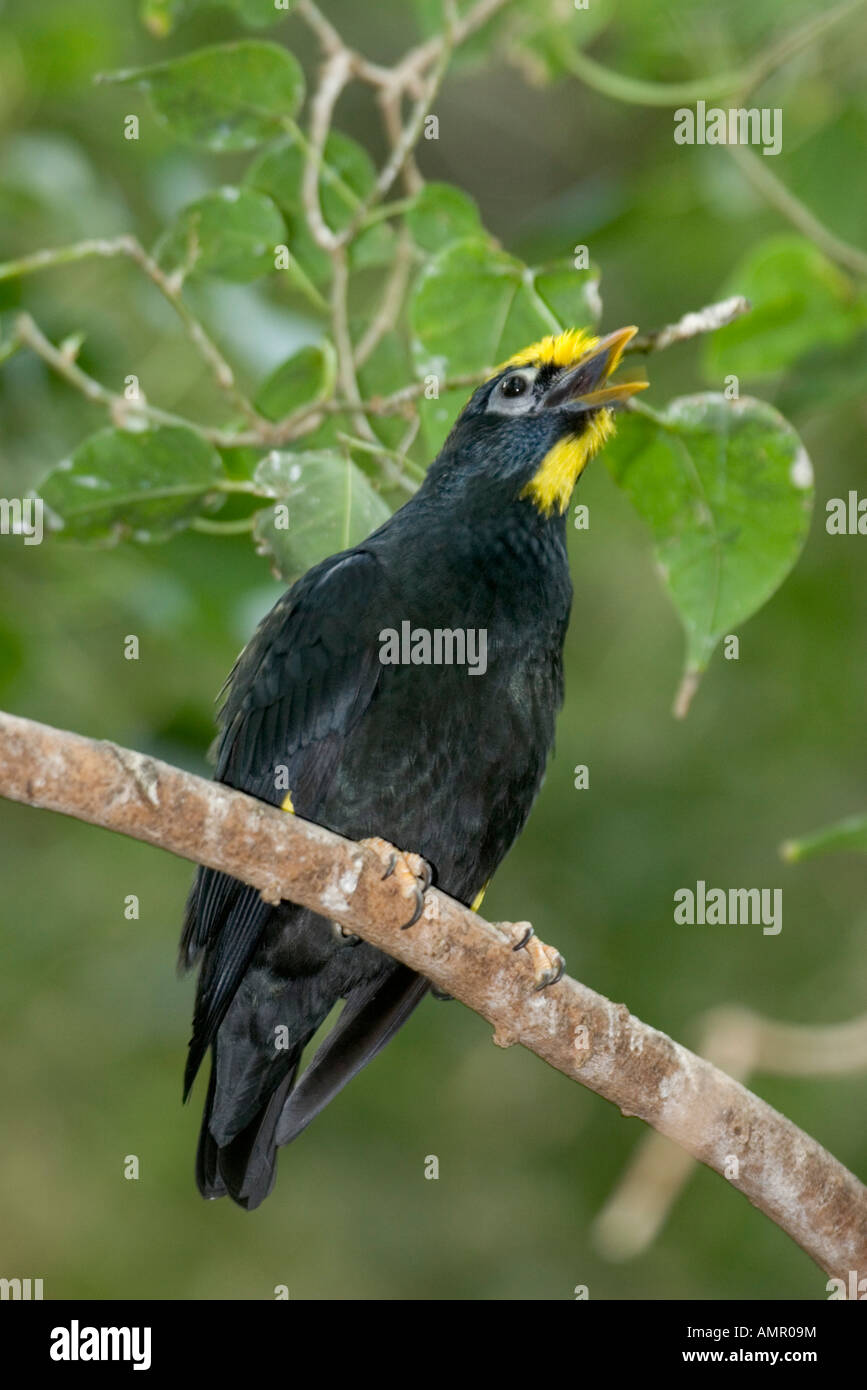 Golden-crested Mynah Ampeliceps coronatus Minnesota Zoo Minneapolis ...