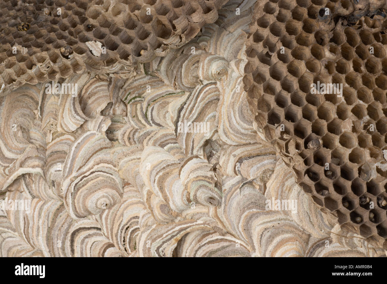 honeycomb structure of wasp nest Stock Photo - Alamy