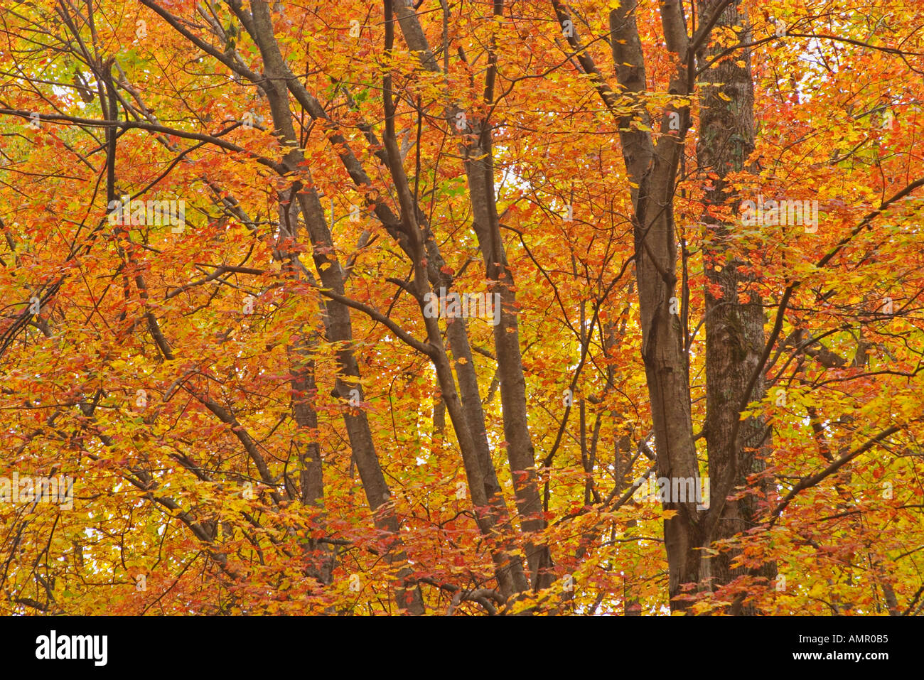 Trees in the Great Smoky Mountains National Park during October Fall ...