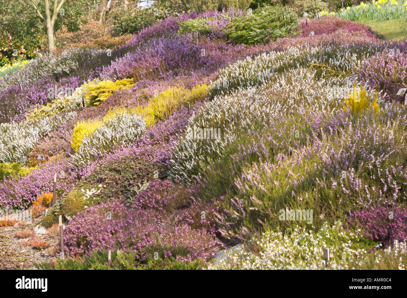 Heather garden hi-res stock photography and images - Alamy