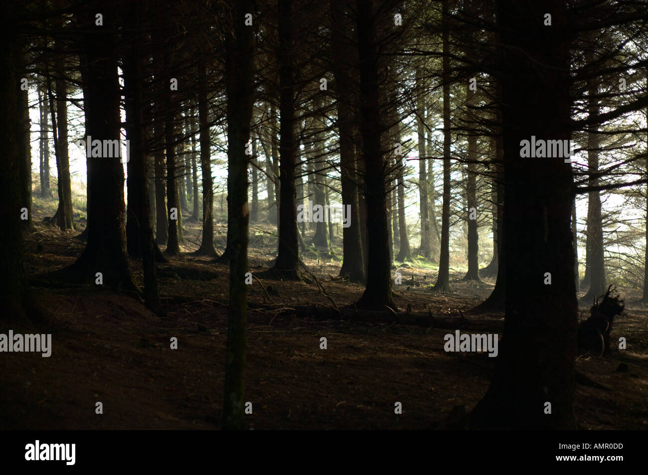 Conifer timber hi-res stock photography and images - Alamy