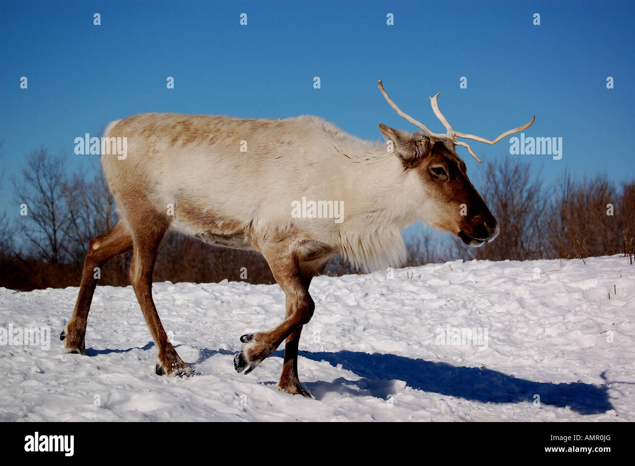 A female Woodland Caribou in Winter Stock Photo - Alamy