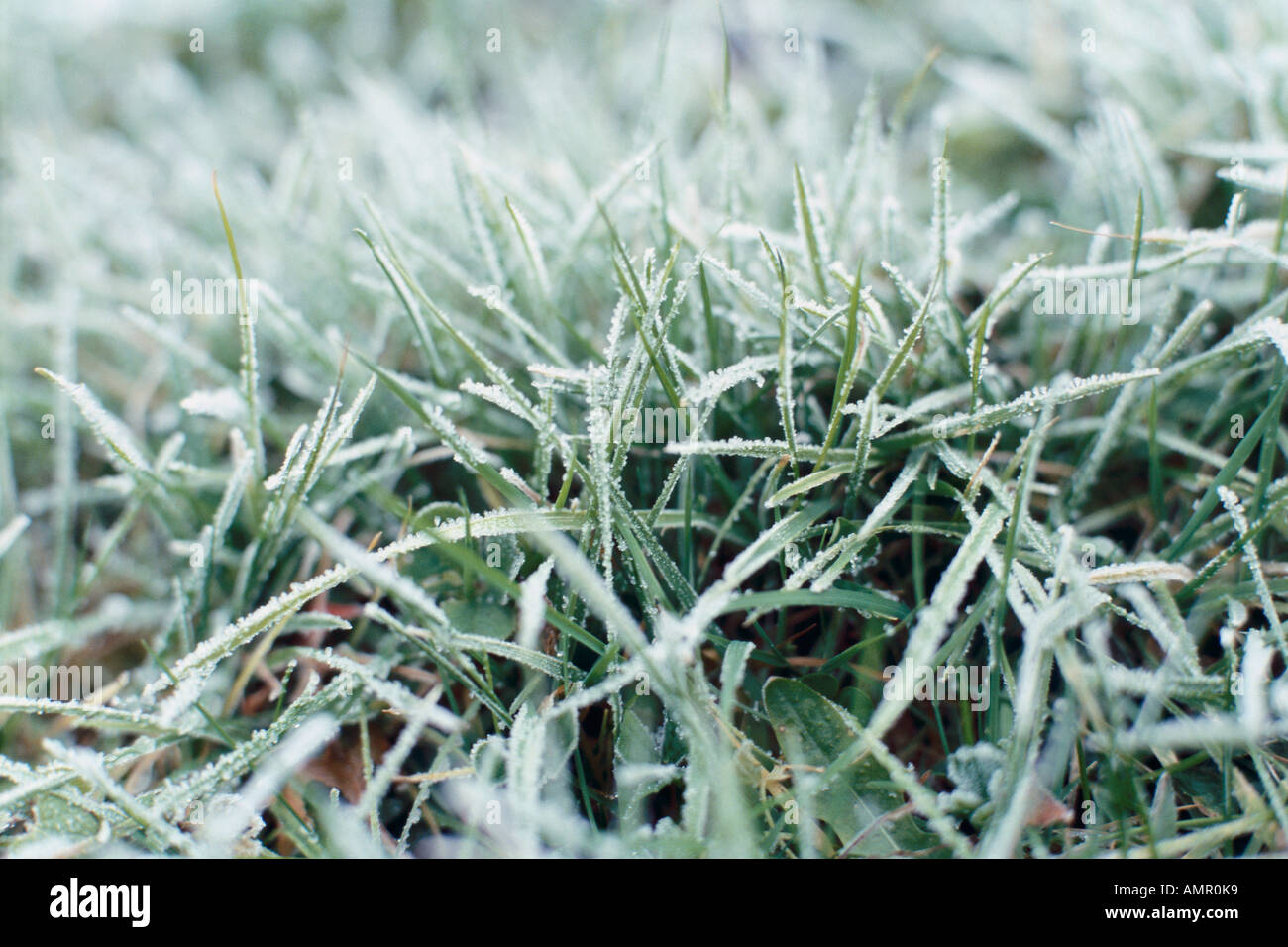 Icy grass macro view hi-res stock photography and images - Alamy