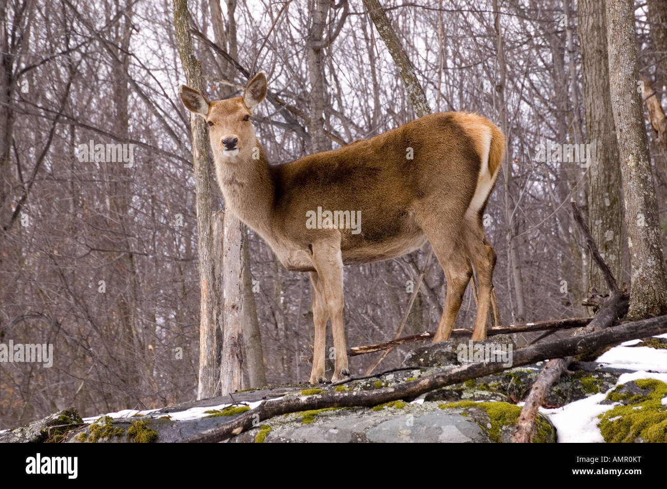 Deer in Spring Stock Photo - Alamy