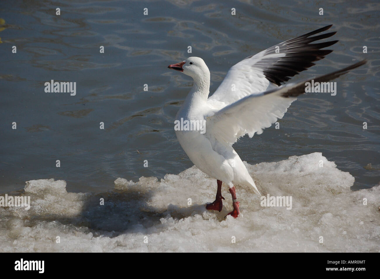 Snow Goose in Spring Stock Photo - Alamy