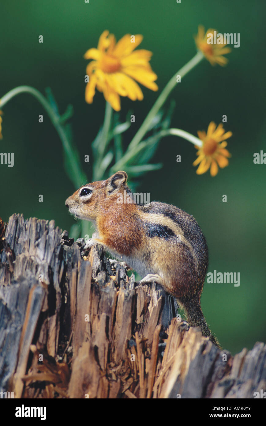 Golden-mantled Ground Squirrel Spermophilus lateralis Three Forks ...
