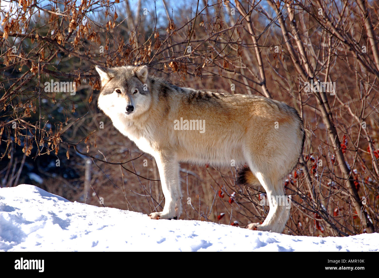 Timber Wolf in winter Stock Photo - Alamy