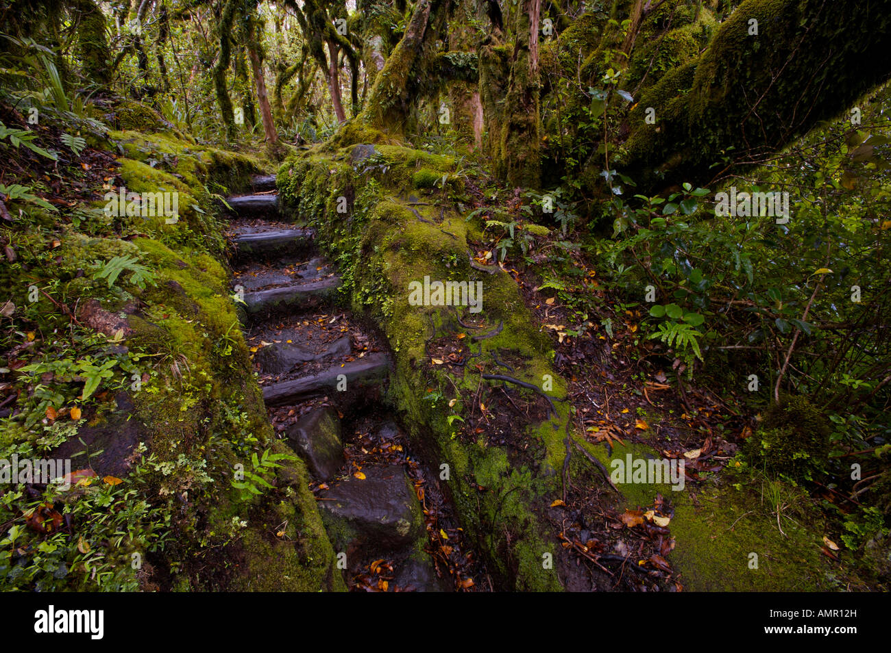 Kapuni Loop Track in Egmont National Park, Mt Egmont, Taranaki, North ...