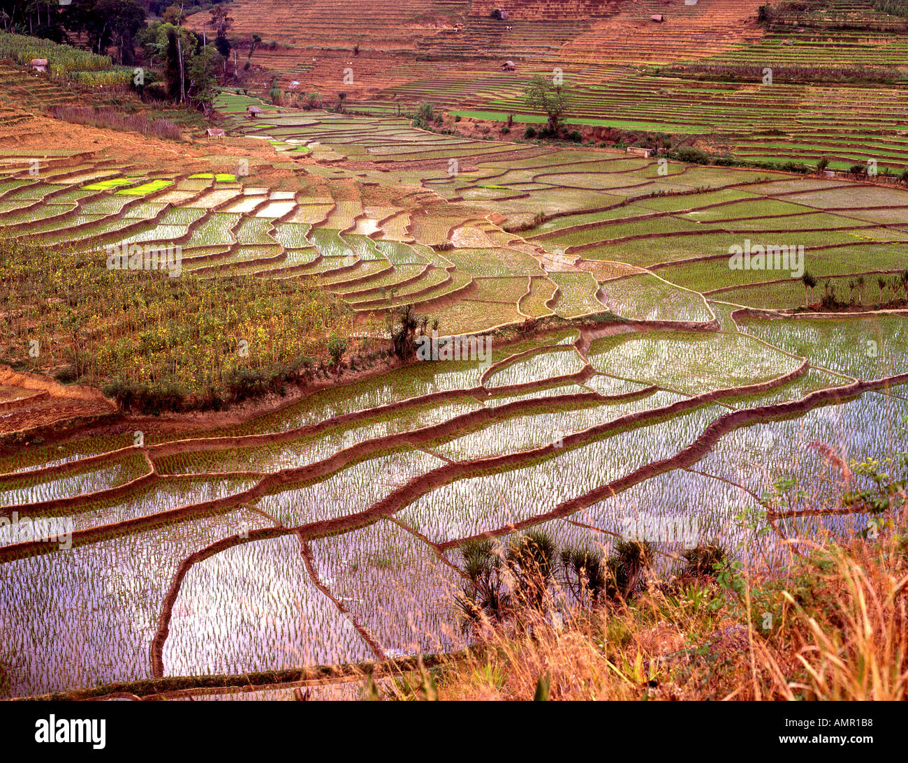 Sri Lanka rice fields Stock Photo - Alamy