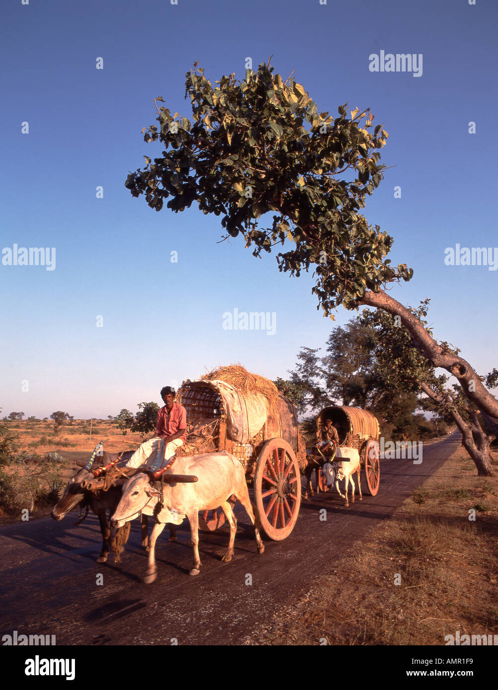 Bullock cart india hi-res stock photography and images - Alamy