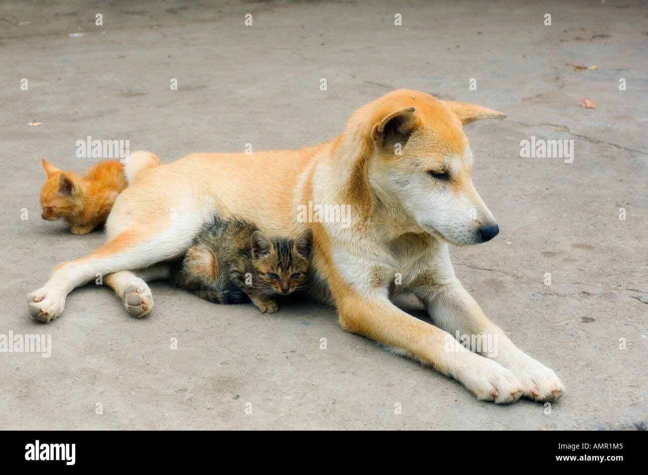 Dog and Kittens, Yangshuo, Guangxi Province, China Stock Photo - Alamy