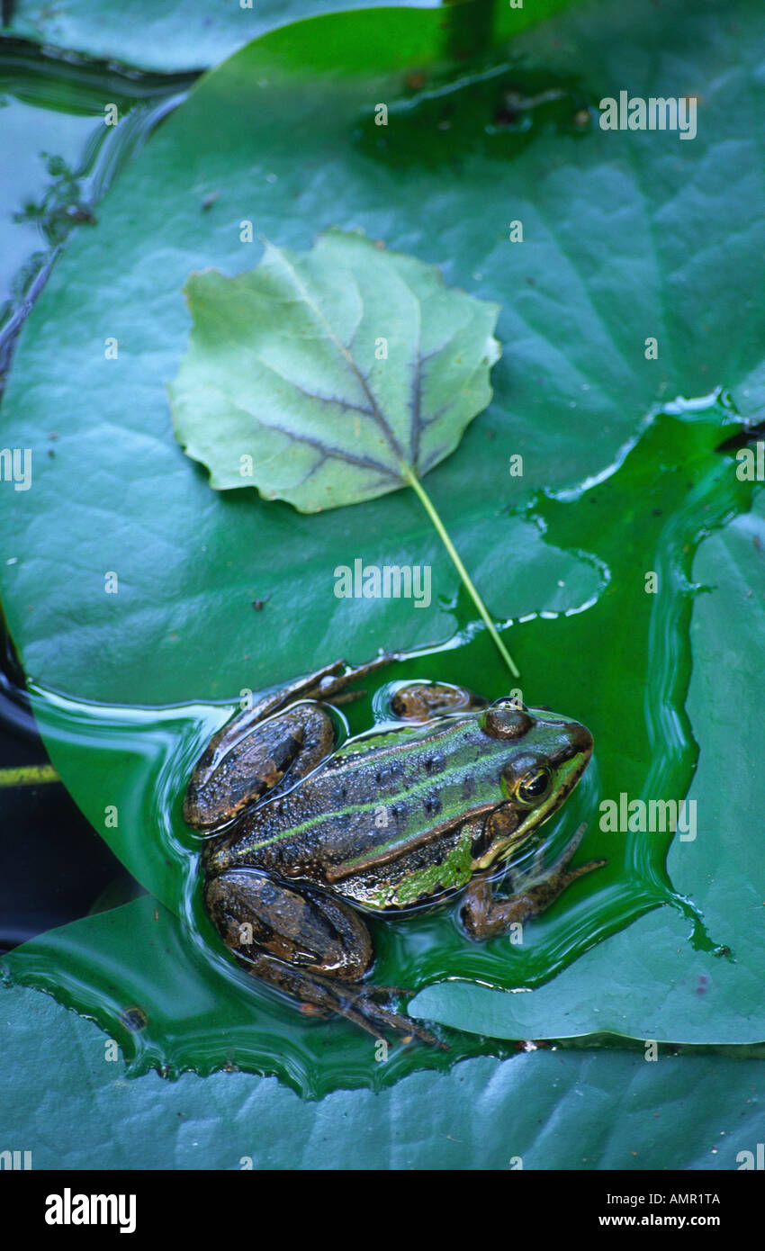 Pool Frog, Amperauen, Germany Stock Photo - Alamy