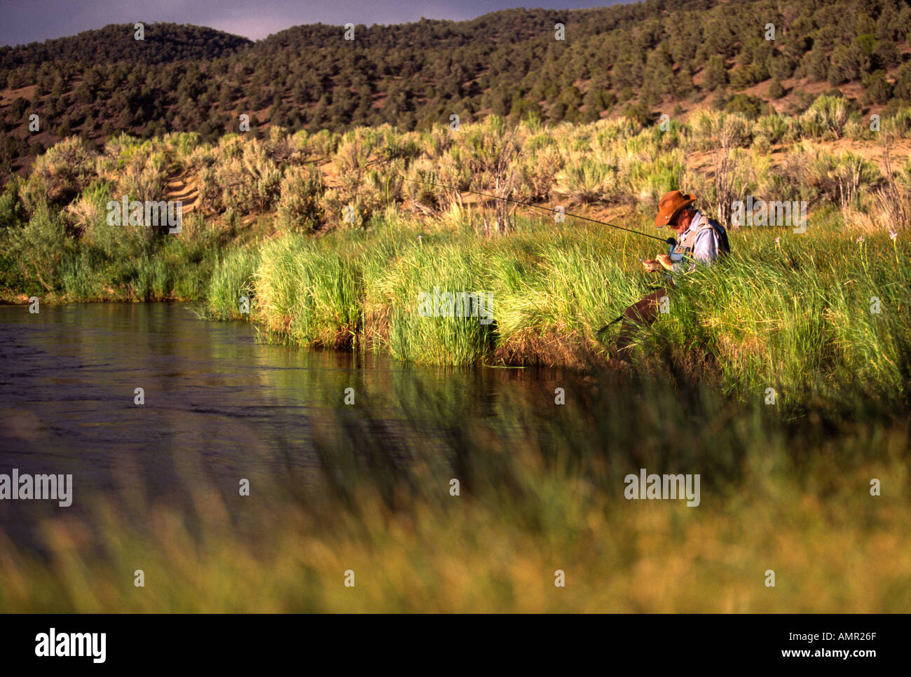 Man trout fishing model released hi-res stock photography and images ...