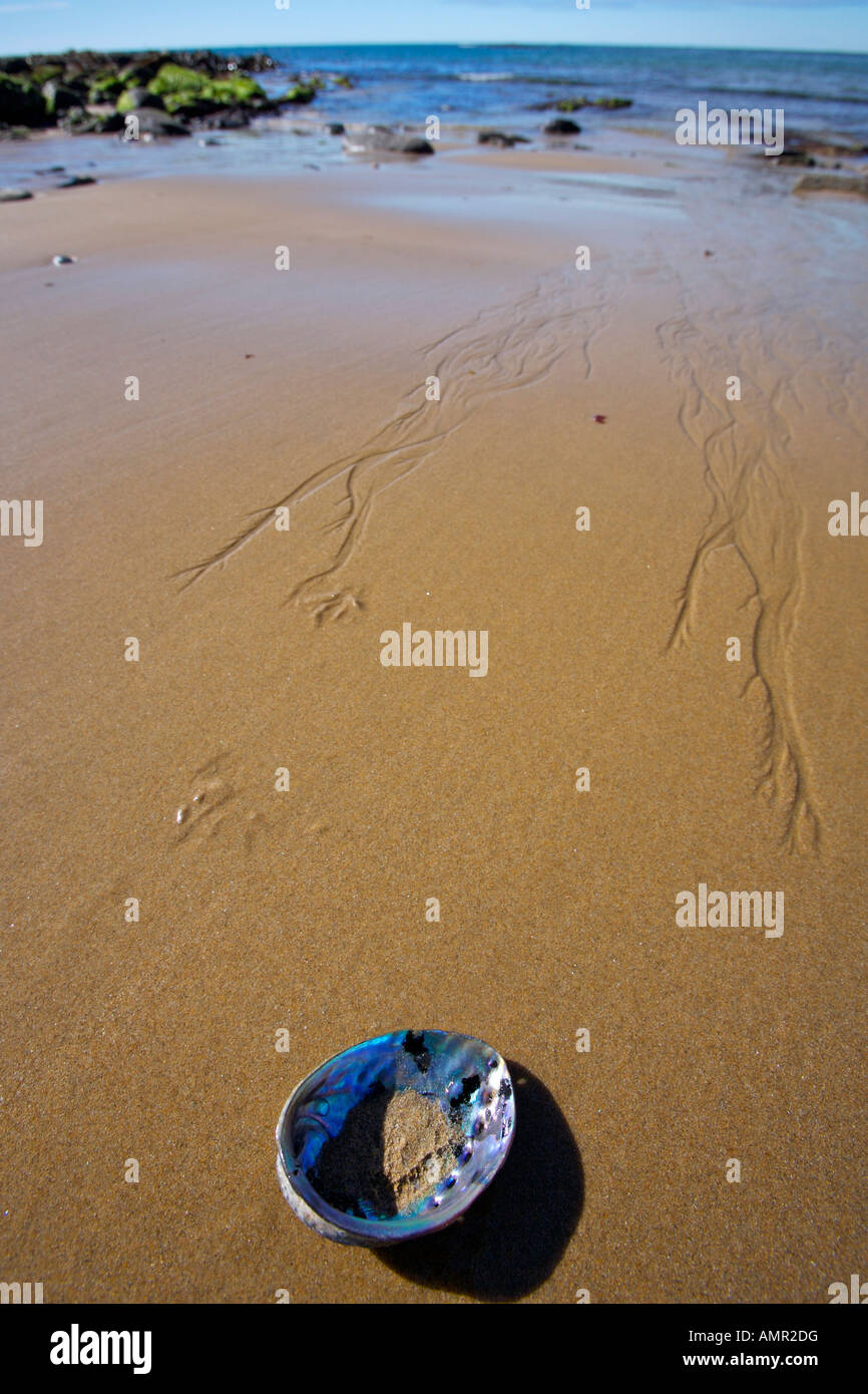 Paua beach hi-res stock photography and images - Alamy