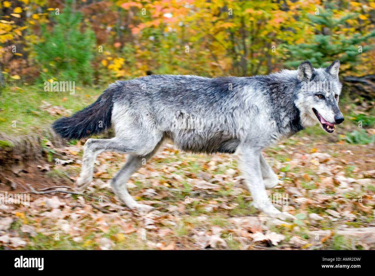 Gray Wolf Canis lupus Sandstone Pine County Minnesota United States 28 ...