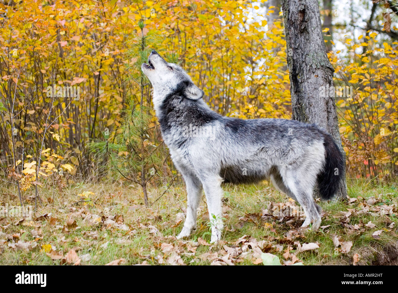 Gray Wolf Canis lupus Sandstone Pine County Minnesota United States 28 ...