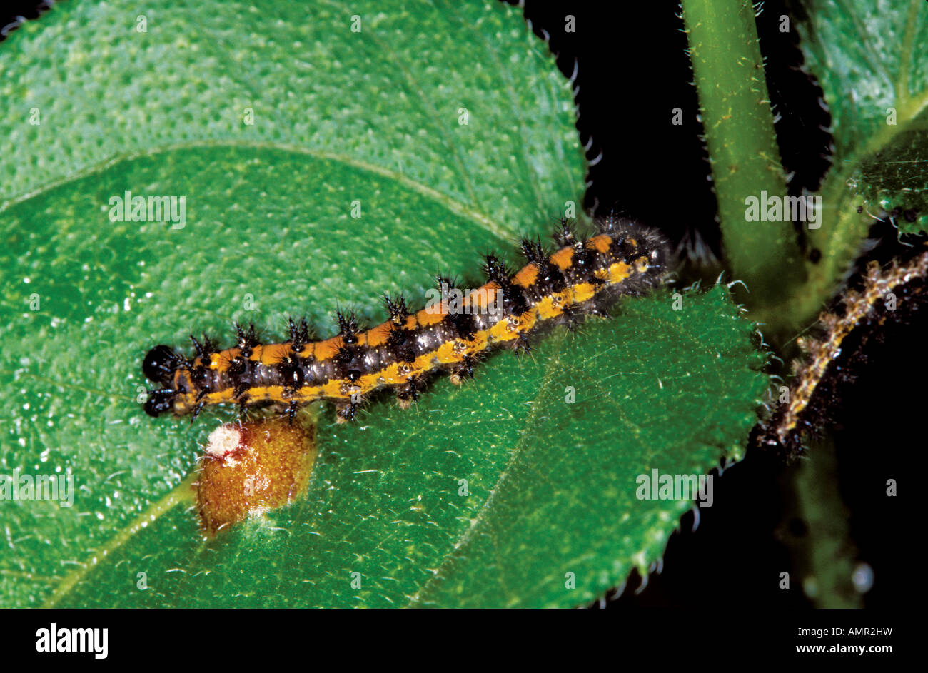 Gorgone Checkerspot Chlosyne gorgone Mount Magazine State Park ARKANSAS ...