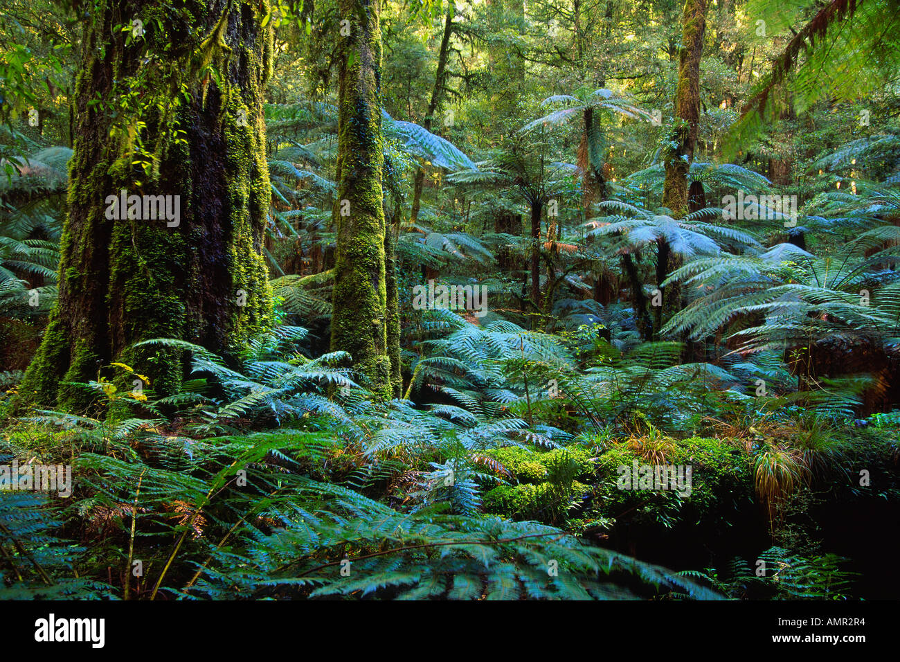 Rainforest, Whirinaki Forest Park, New Zealand Stock Photo - Alamy