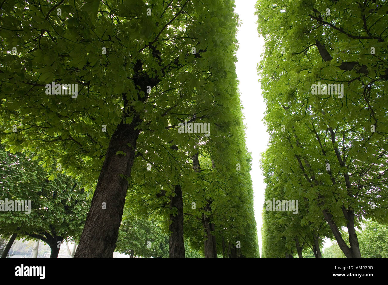 Paris avenue with trees hi-res stock photography and images - Alamy