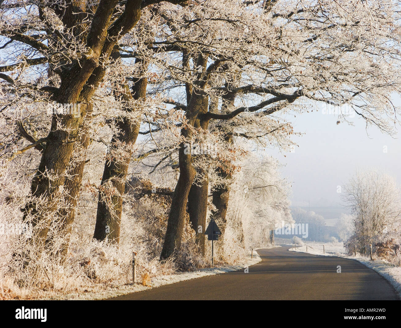 Road and Trees with Hoarfrost, Gilching, Bavaria, Germany Stock Photo ...