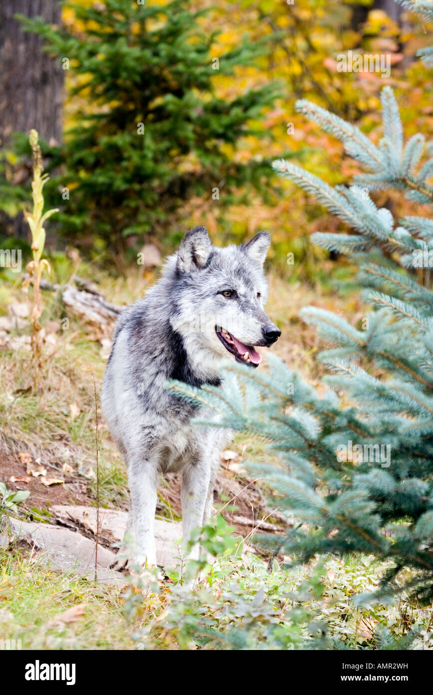Gray Wolf Canis lupus Sandstone Pine County Minnesota United States 28 ...