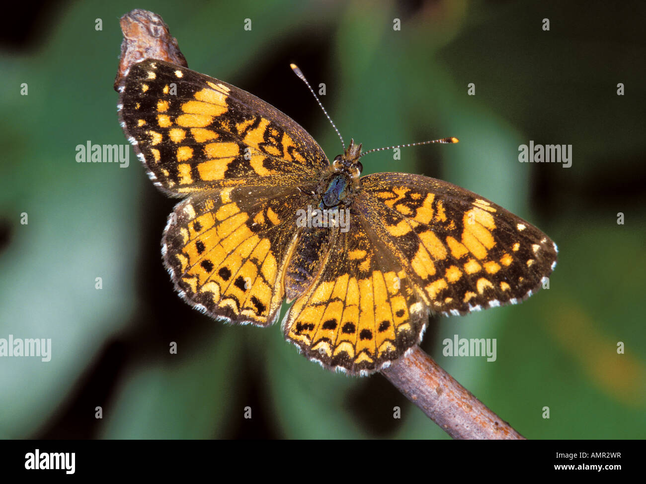 Gorgone Checkerspot Chlosyne gorgone Mount Magazine ARKANSAS USA female ...