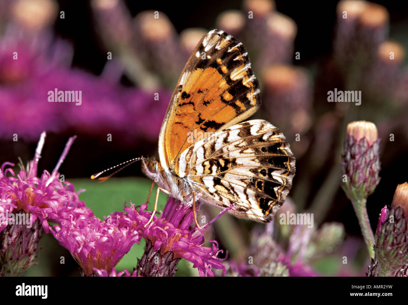 Gorgone Checkerspot Chlosyne gorgone Mount Magazine S P ARKANSAS United ...