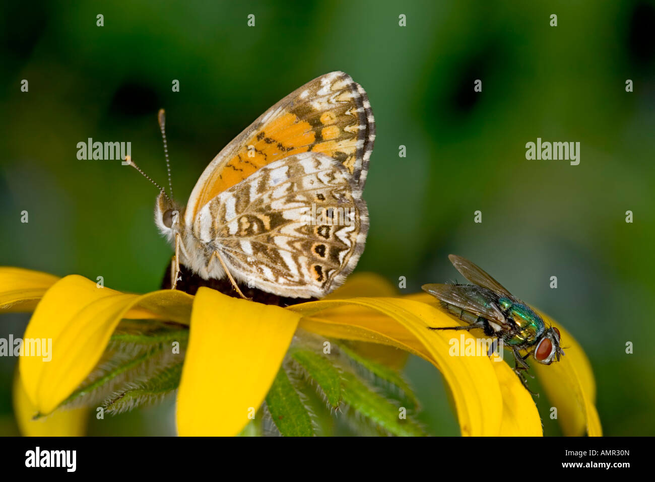 Gorgone Checkerspot Chlosyne gorgone Rice Lake National Wildlife Refuge ...