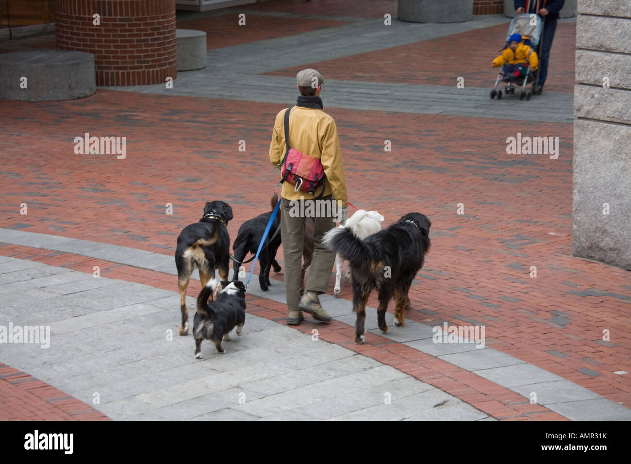 A dog walker walking five dogs in the city Stock Photo - Alamy