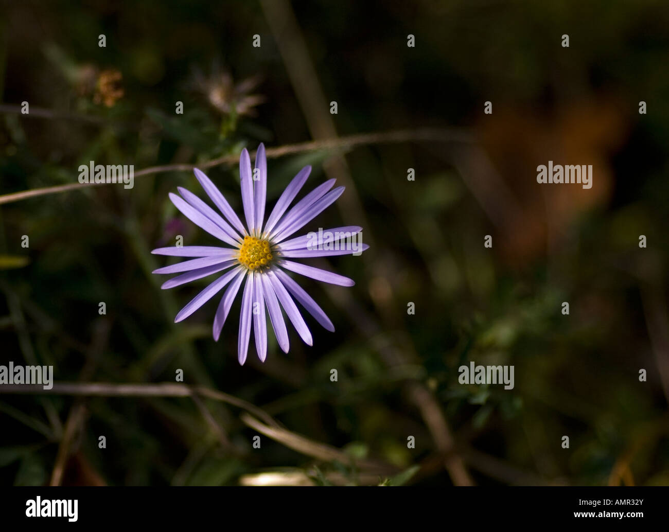Violet daisy flower Stock Photo - Alamy