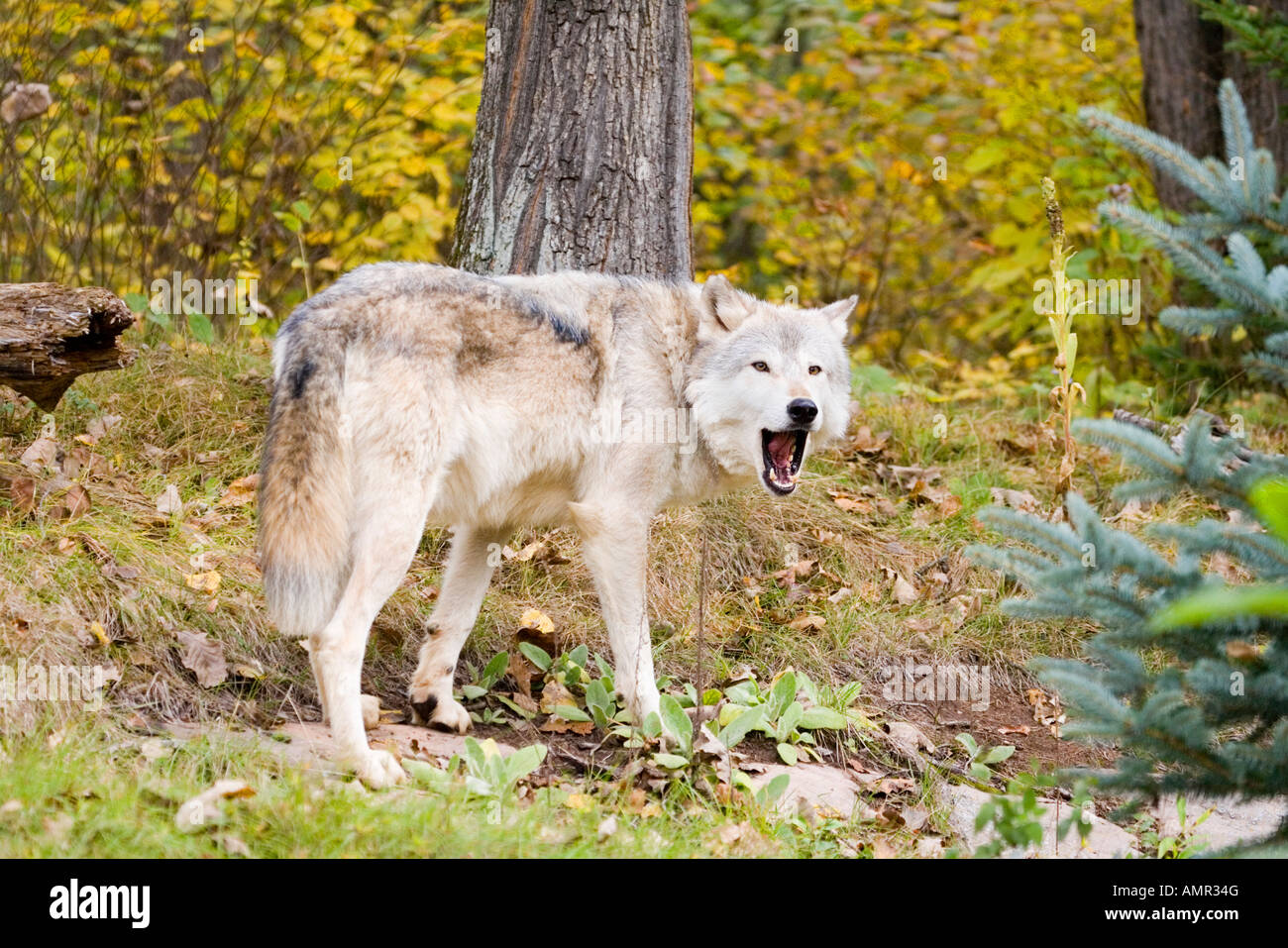 Gray Wolf Canis lupus Sandstone Pine County Minnesota United States 28 ...