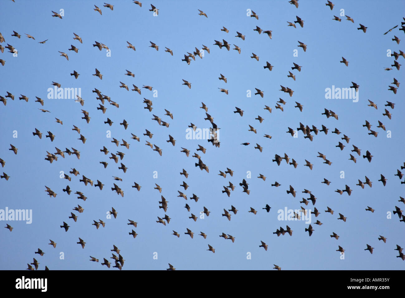 Flock of birds in sky Stock Photo - Alamy