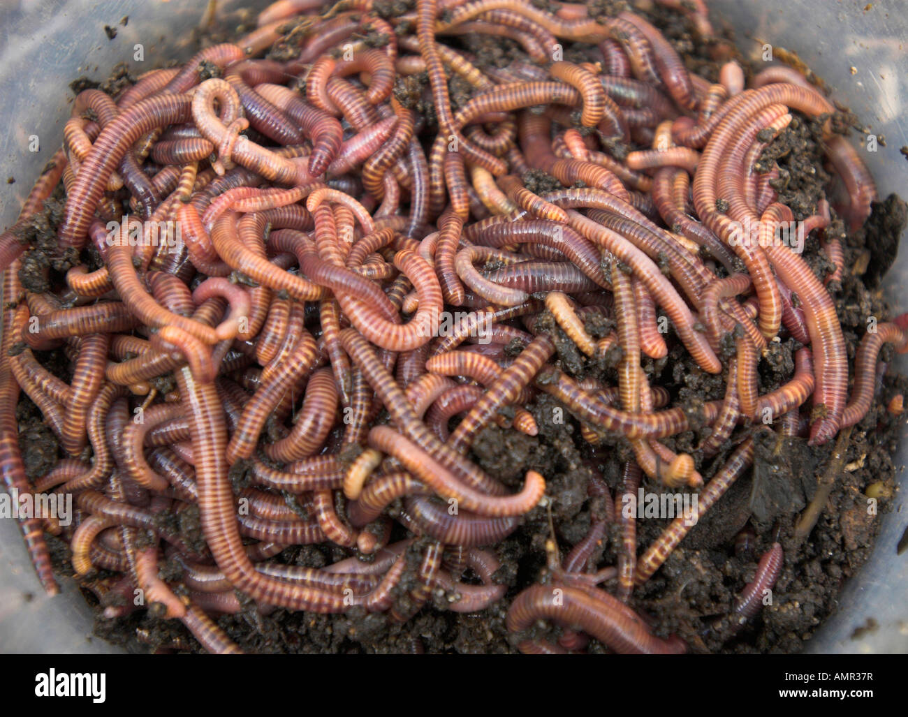Compost worms hi-res stock photography and images - Alamy